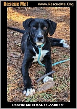 - Alabama Pug Rescue - ADOPTIONS - Rescue Me!