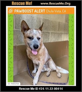 - California Australian Cattle Dog Rescue - ADOPTIONS - Rescue Me!