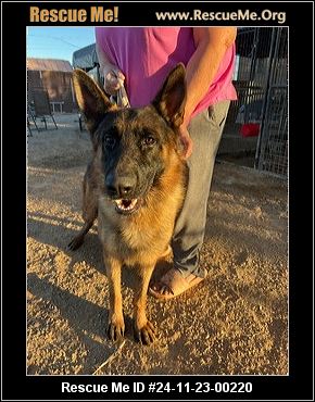 - Arizona German Shepherd Rescue - ADOPTIONS - Rescue Me!