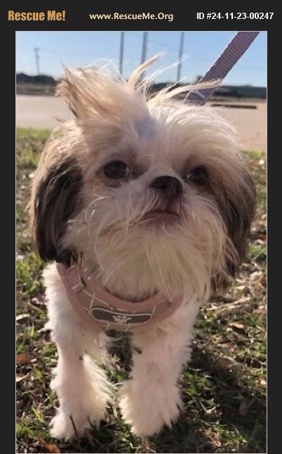 ADOPT 24112300247 ~ Maltese Rescue ~ Dallas, TX