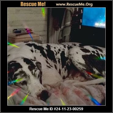 - Colorado Great Dane Rescue - ADOPTIONS - Rescue Me!