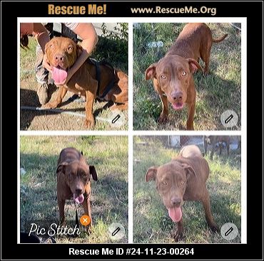 - Texas Pit Bull Rescue - ADOPTIONS - Rescue Me!