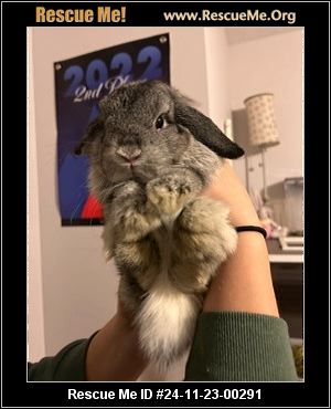 - Illinois Rabbit Rescue - ADOPTIONS - Rescue Me!