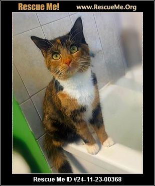 - Michigan Cat Rescue - ADOPTIONS - Rescue Me!