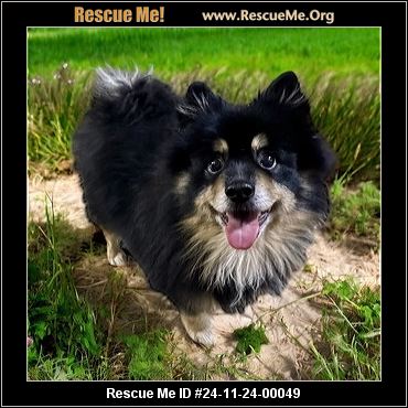 - Arizona Pomeranian Rescue - ADOPTIONS - Rescue Me!