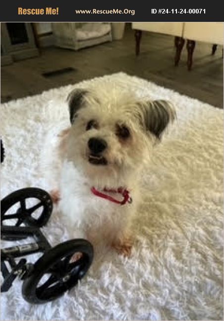 ADOPT 24112400071 ~ Yorkie Rescue ~ Greene County, VA