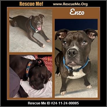 - Tennessee Dog Rescue - ADOPTIONS - Rescue Me!