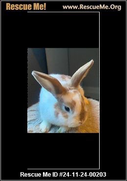 - California Rabbit Rescue - ADOPTIONS - Rescue Me!