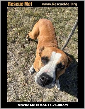 - Texas Boxer Rescue - ADOPTIONS - Rescue Me!