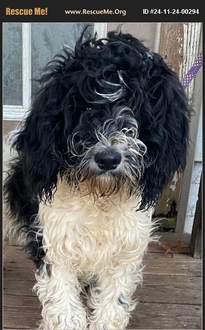 ADOPT 24112400294 ~ Cockapoo Rescue ~ Miami, OK