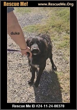 - Washington Dog Rescue - ADOPTIONS - Rescue Me!