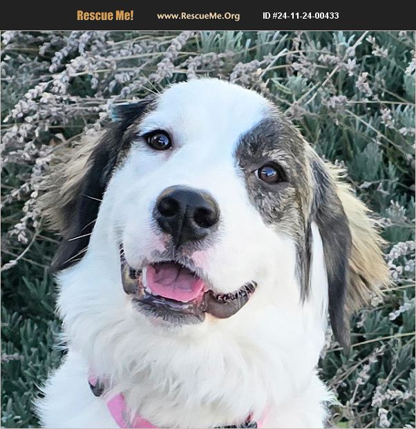 ADOPT 24112400433 ~ Australian Shepherd Rescue ~ Albuquerque, NM