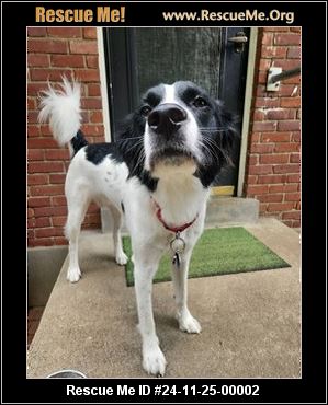 - Kentucky Dog Rescue - ADOPTIONS - Rescue Me!