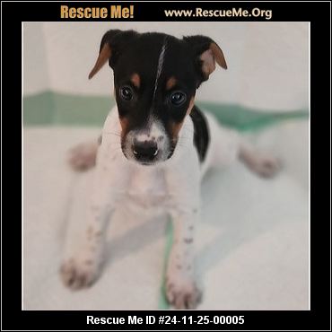 - Indiana Dog Rescue - ADOPTIONS - Rescue Me!