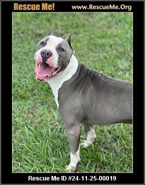 - Florida Pit Bull Rescue - ADOPTIONS - Rescue Me!