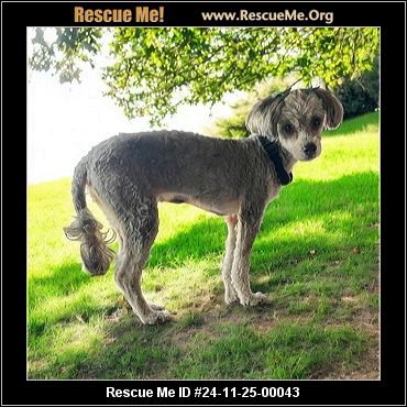 - Arizona Poodle Rescue - ADOPTIONS - Rescue Me!