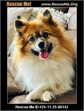 - Minnesota Pomeranian Rescue - ADOPTIONS - Rescue Me!