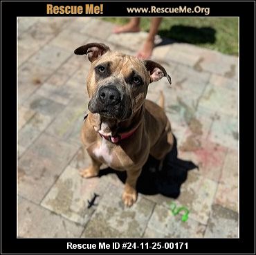 - Florida Black Mouth Cur Rescue - ADOPTIONS - Rescue Me!