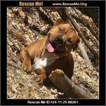 - Delaware Dog Rescue - ADOPTIONS - Rescue Me!