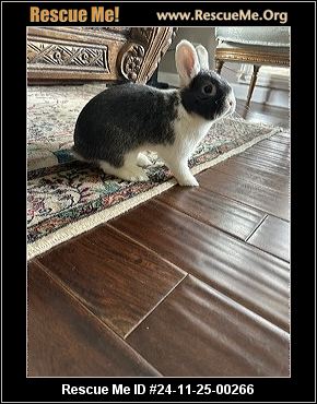- Illinois Rabbit Rescue - ADOPTIONS - Rescue Me!