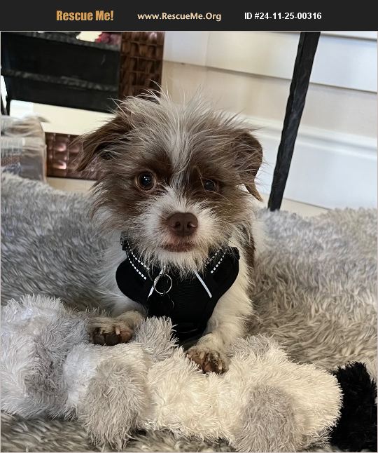 ADOPT 24112500316 ~ Cairn Rescue ~ Orange, CA