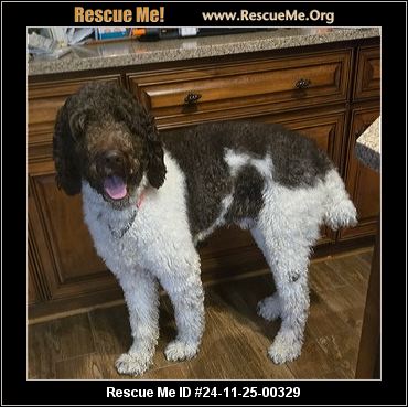 - Georgia Poodle Rescue - ADOPTIONS - Rescue Me!