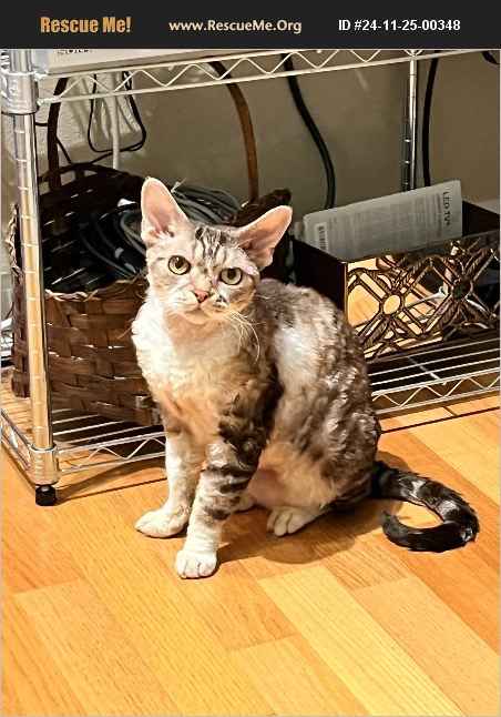 ADOPT 24112500348 ~ Devon Rex Rescue ~ Baton Rouge, LA