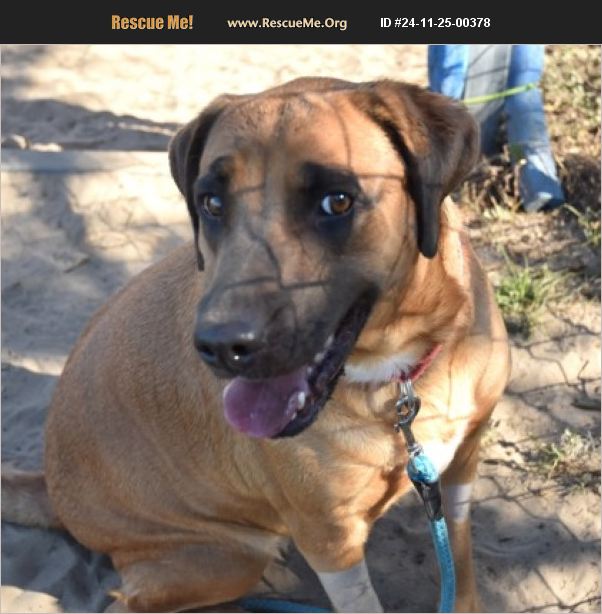 ADOPT 24112500378 ~ Black Mouth Cur Rescue ~ INVERNESS, FL