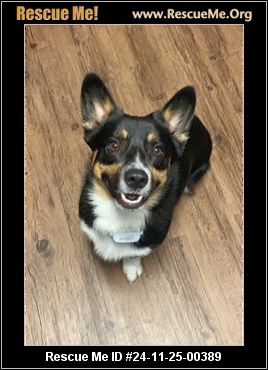 - Texas Corgi Rescue - ADOPTIONS - Rescue Me!