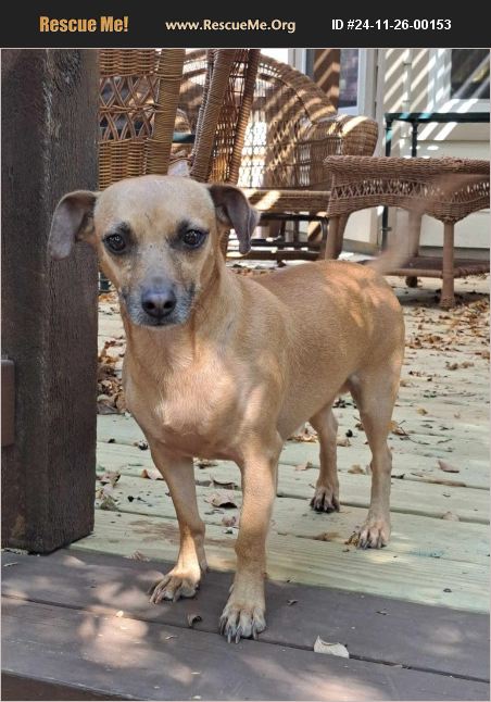 ADOPT 24112600153 ~ Dachshund Rescue ~ Appleton, WI