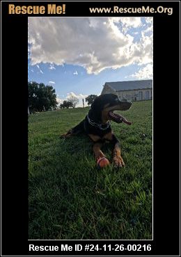 - Texas Rottweiler Rescue - ADOPTIONS - Rescue Me!