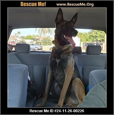 - California Maltese Rescue - ADOPTIONS - Rescue Me!