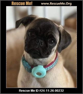 - California Pug Rescue - ADOPTIONS - Rescue Me!