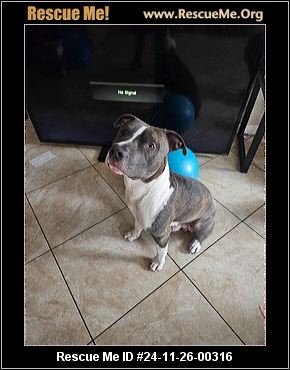 - Texas Pit Bull Rescue - ADOPTIONS - Rescue Me!