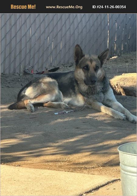 ADOPT 24112600354 ~ German Shepherd Rescue ~ Fresno, CA