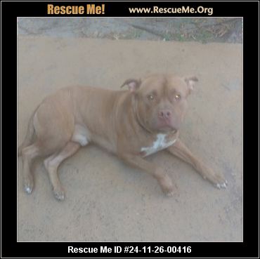 - Florida Pit Bull Rescue - ADOPTIONS - Rescue Me!