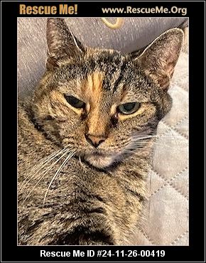 - New York Cat Rescue - ADOPTIONS - Rescue Me!