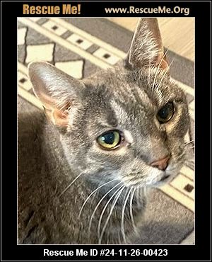 - New York Cat Rescue - ADOPTIONS - Rescue Me!