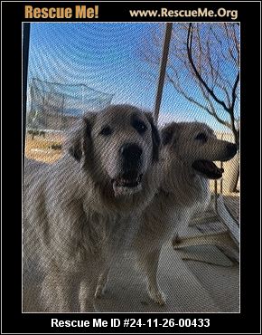 - Colorado Great Pyrenees Rescue - ADOPTIONS - Rescue Me!