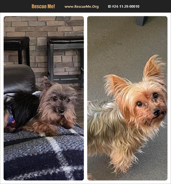 ADOPT 24112900010 ~ Yorkie Rescue ~ BOYNTON BEACH, FL