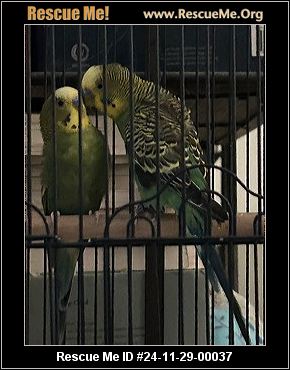 - Pennsylvania Pet Bird Rescue - ADOPTIONS - Rescue Me!