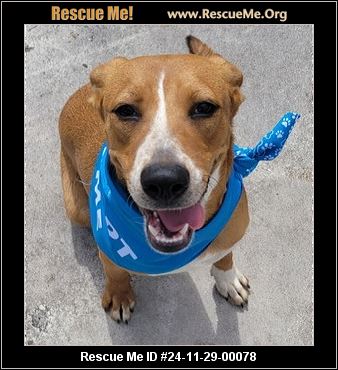 - Florida Basenji Rescue - ADOPTIONS - Rescue Me!