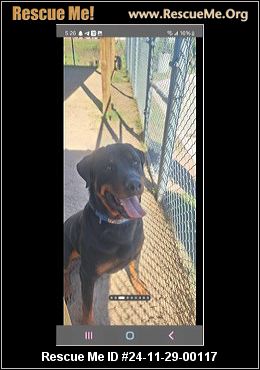 - Texas Rottweiler Rescue - ADOPTIONS - Rescue Me!