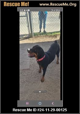 - Texas Rottweiler Rescue - ADOPTIONS - Rescue Me!