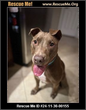 - Texas Pit Bull Rescue - ADOPTIONS - Rescue Me!