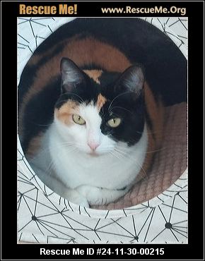 - New York Cat Rescue - ADOPTIONS - Rescue Me!