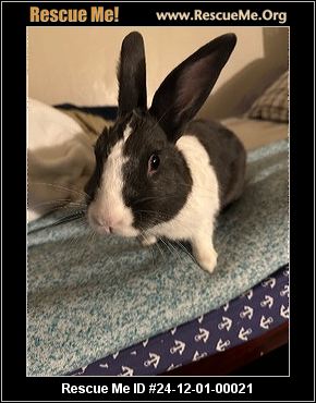 - California Rabbit Rescue - ADOPTIONS - Rescue Me!