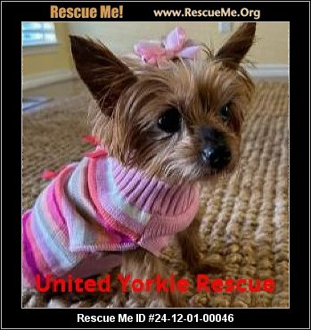 - Texas Yorkie Rescue - ADOPTIONS - Rescue Me!