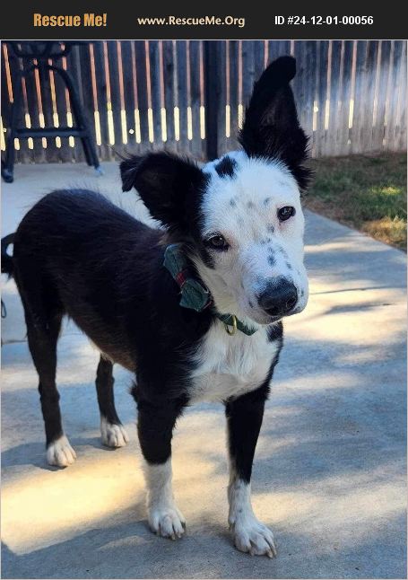 ADOPT 24120100056 ~ Border Collie Rescue ~ Uxbridge, MA