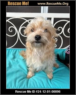 - Texas Yorkie Rescue - ADOPTIONS - Rescue Me!